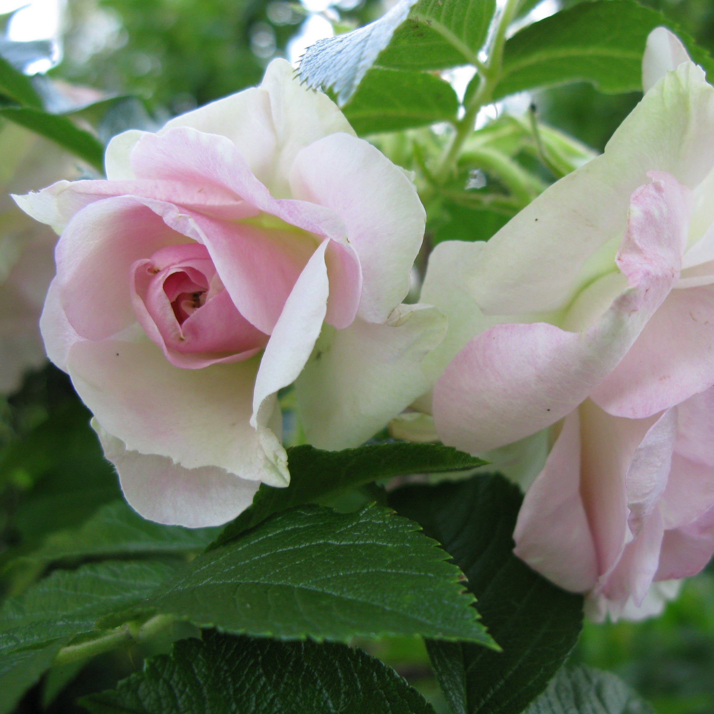 Rose Ritausma - Roser | Klatreplanter | Godvår.no - Randesund ...